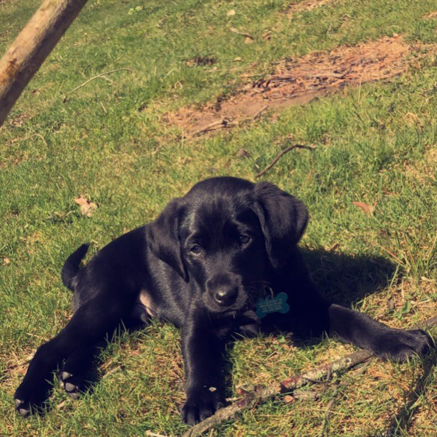 Weston's Cutest Pet Contest Gallery - Weston, Inc.